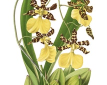 Unique orchid drawing related items | Etsy