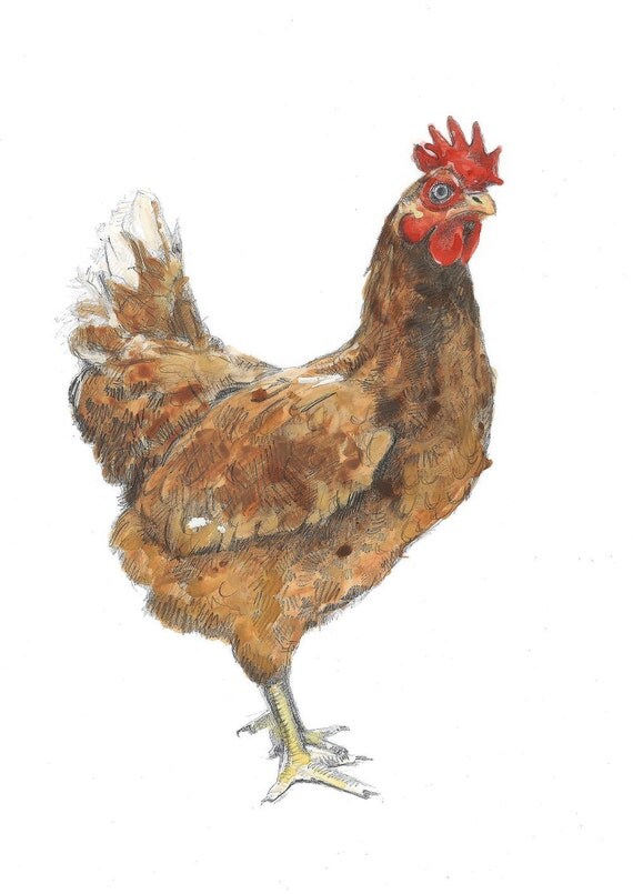 How to Make a Hen in Pencil Drawing A5 print stern brown hen pencil ...