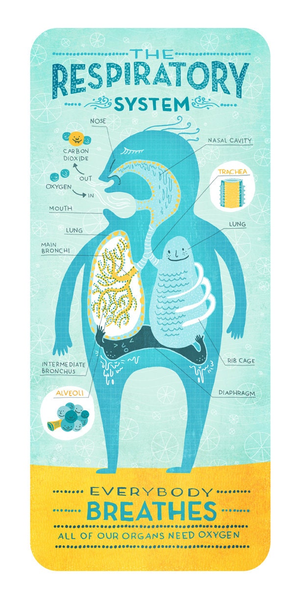 The Respiratory System Poster