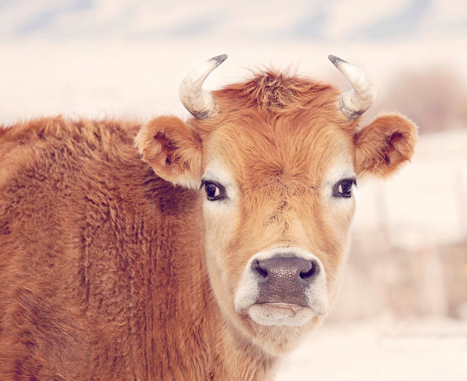 Cute Cow Photograph Farm and Country Wall Art Animal