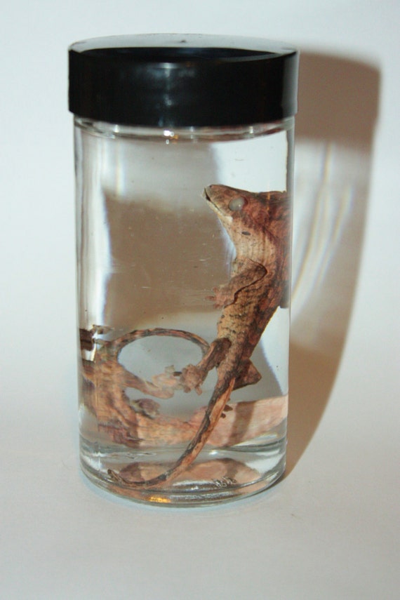 My first wet specimen! by ashleigheperry on DeviantArt