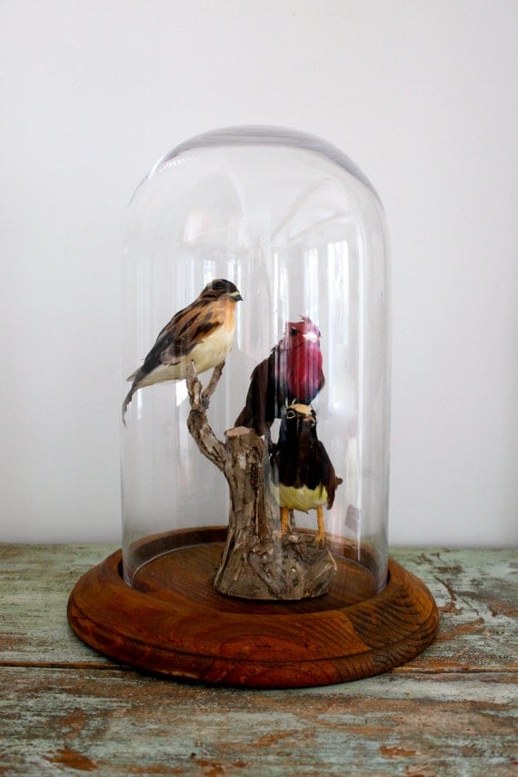 Vintage Glass dome by vintagewall on Etsy