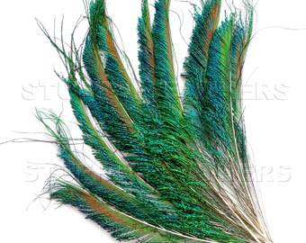 Long peacock feather | Etsy