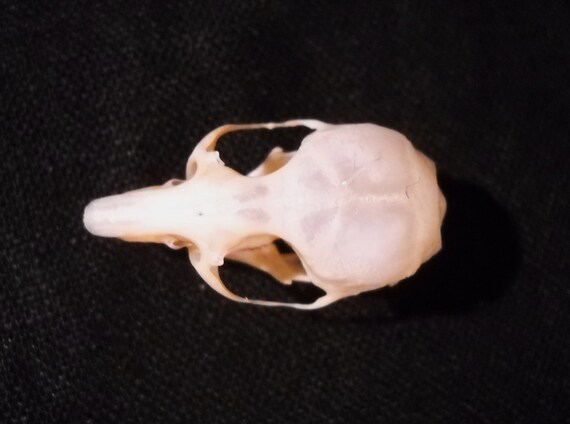 Deer Mouse Skull Real Bone Animal Skull Taxidermy by EvasFeathers