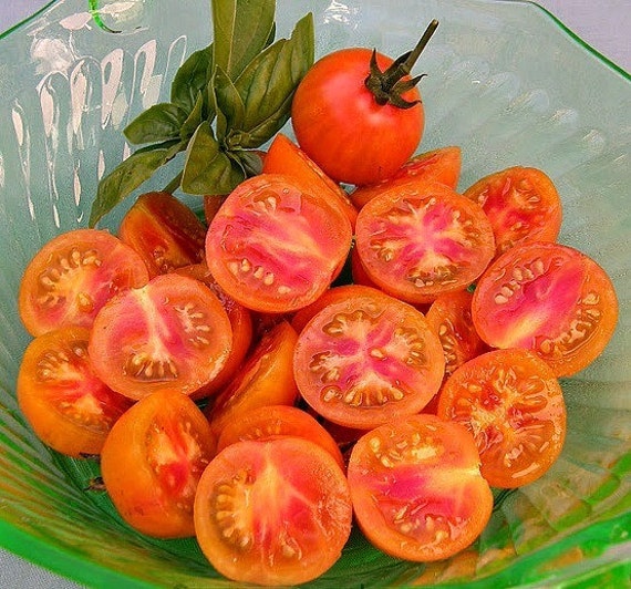 Isis Candy tomato 25 seeds heirloom cherry non GMO by SmartSeeds
