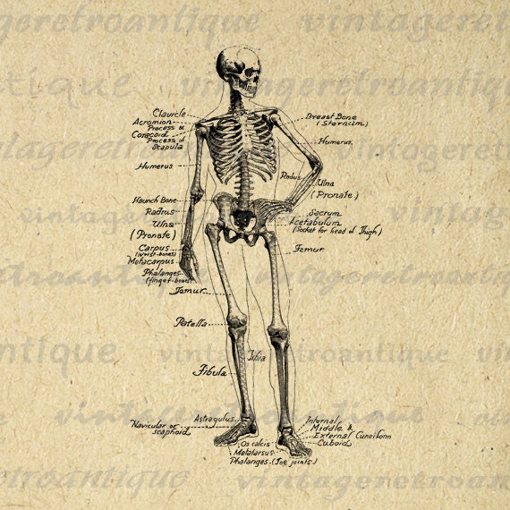 Human Skeleton Diagram Digital Printable by VintageRetroAntique