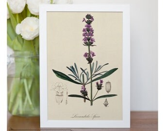 Lavender botanical | Etsy