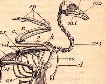 Chicken skeleton | Etsy