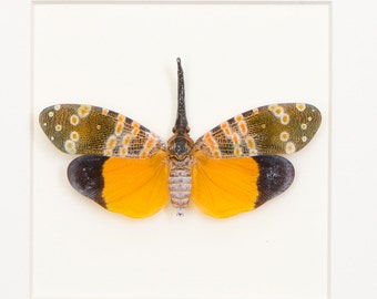 Framed Lanternfly Insect Display Pyrops pyrorhyncha