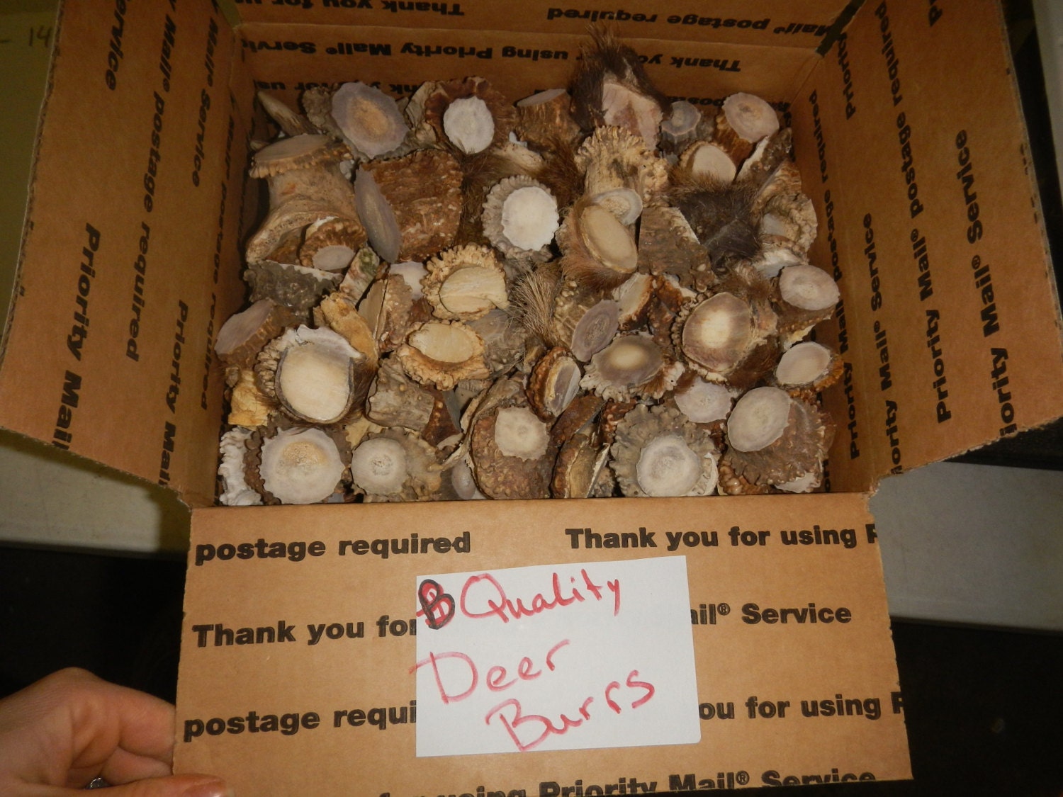 MFR BOX Full of Assorted B Quality Deer Antler Burrs