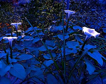 Popular items for moon light moonlight on Etsy