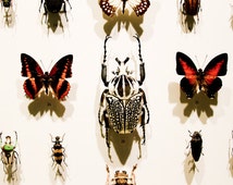 Popular items for bug insect beetle on Etsy