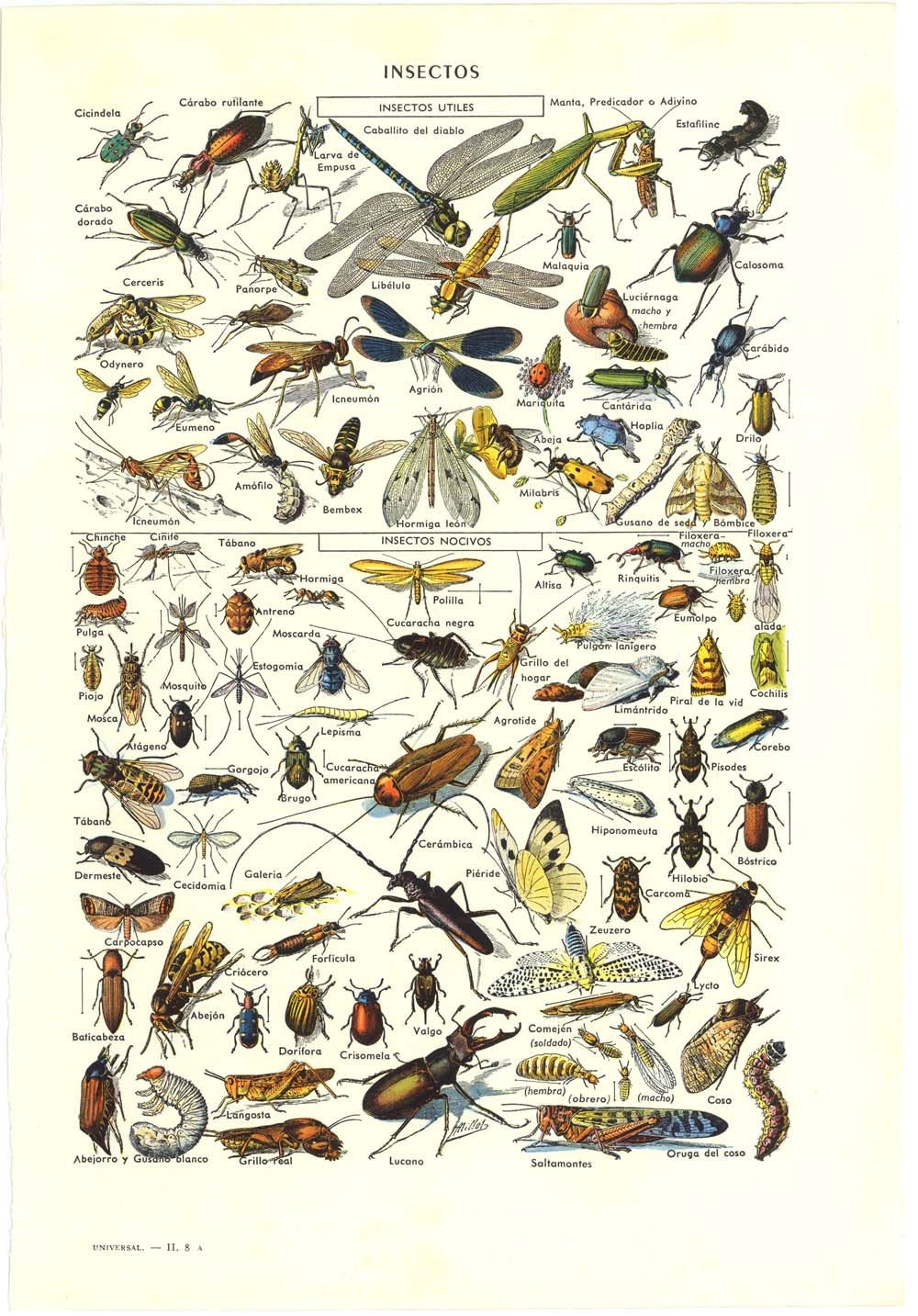 Insects Original Vintage Print 55 Years Old Lithograph