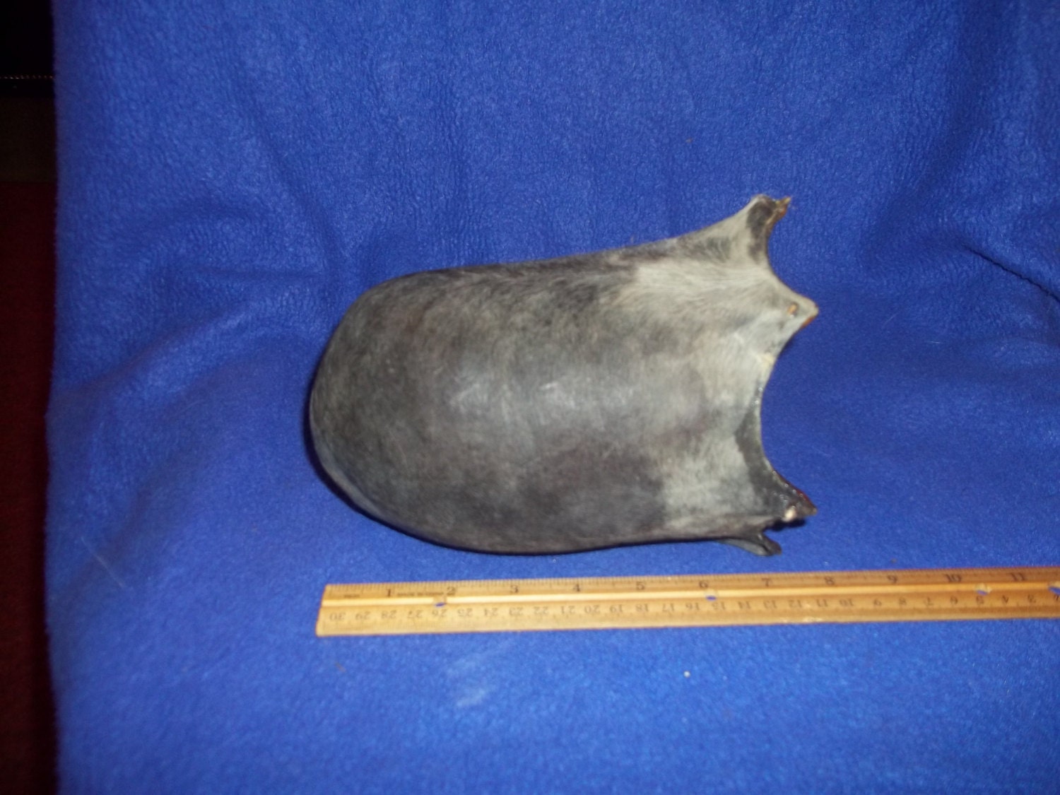 Real Bull Scrotum Bag animal part taxidermy nut sack