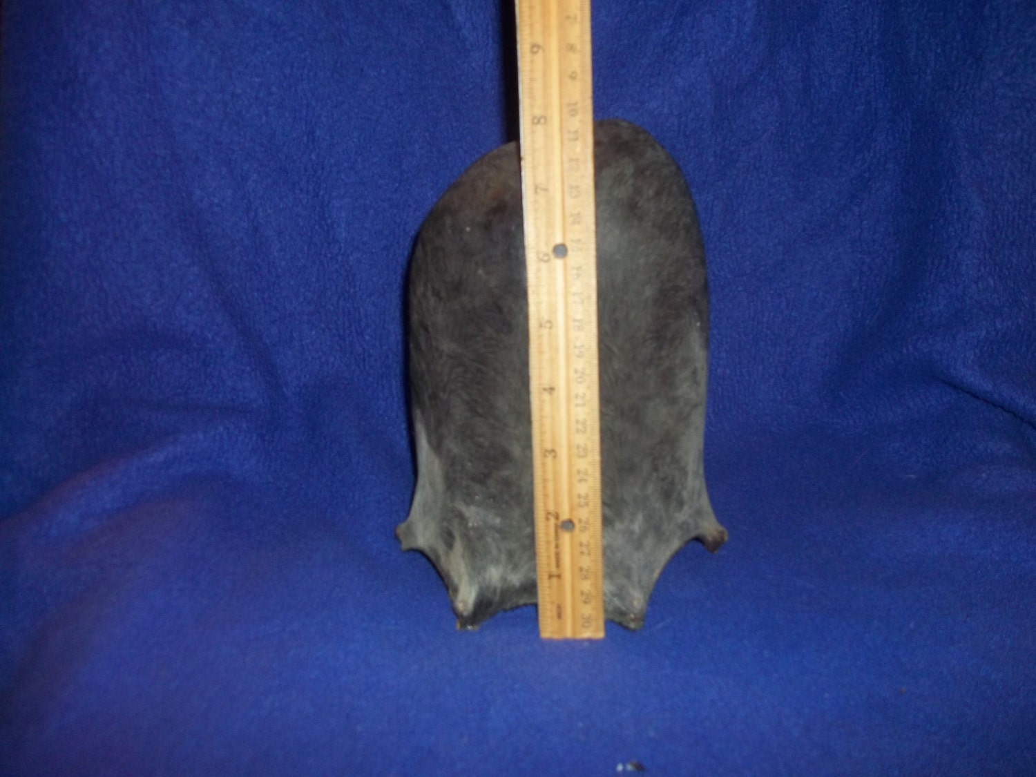 Real Bull Scrotum Bag animal part taxidermy nut sack