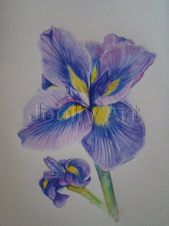 Items similar to Japanese Iris flower study- original watercolor/ink ...