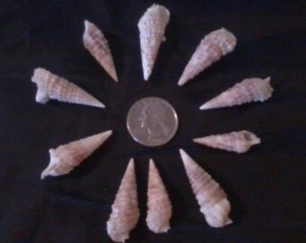 Sea Shells from the Gulf of Mexico Several Size Options