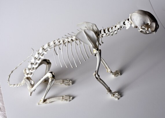Domestic REAL CAT SKELETON Articulation Taxidermy Bone Oddity