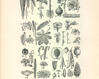 Plant Life Illustration Leaves Seeds Flowers Roots Nature Dictionary ...