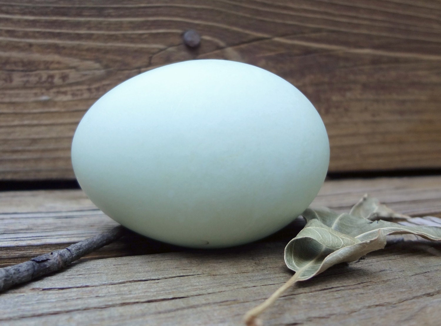 Eggs One Dozen Mixed White and Blue Duck Eggs Clean and