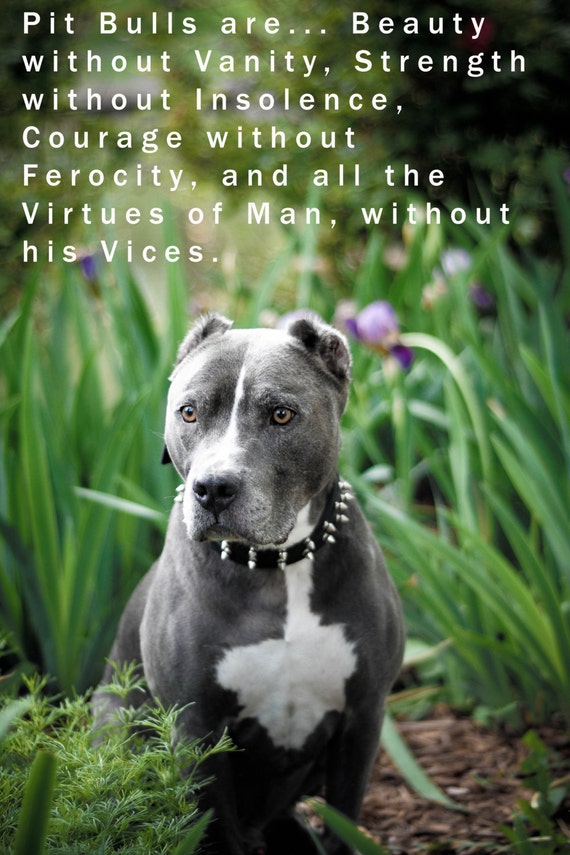 Items similar to Pit Bull Quote on Etsy