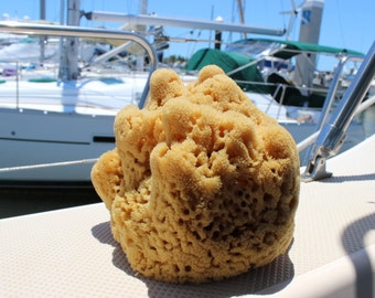 Popular items for sea sponges on Etsy