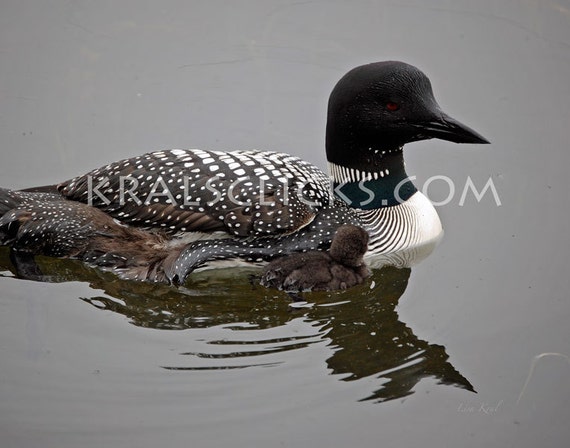 Wildlife Photograph Nature Loon Fine Art Photography