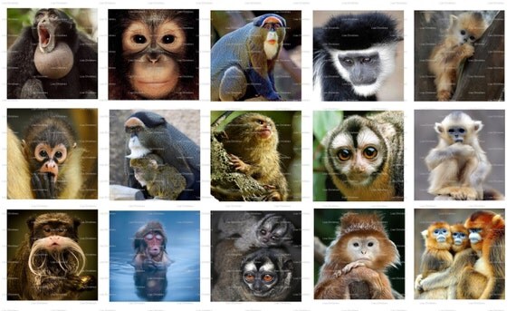 Monkeys Digital Collage Instant Download 1 inch 1.5 inch 30