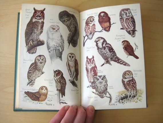 vintage Audubon Bird Guide: Eastern Land Birds by EightLotsRoad