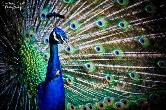 Items Similar To Peacock On Etsy