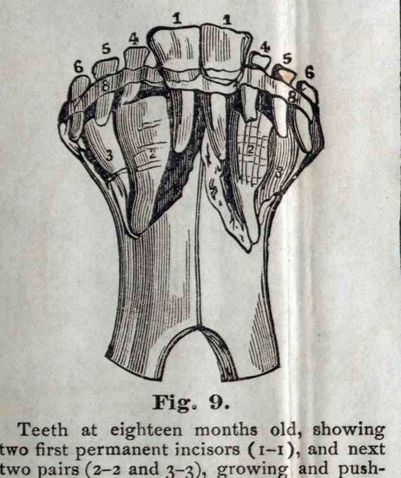 Cattle Teeth Chart