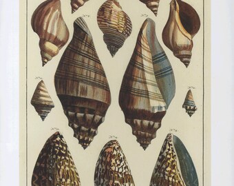 Vintage shells | Etsy