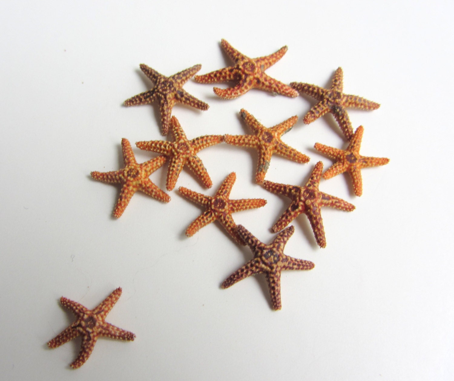 Beach Decor Tiny Brown Starfish 12 tiny starfish for by CereusArt