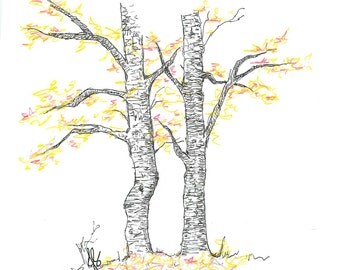 Birch tree drawing | Etsy