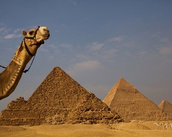 Animal pyramid | Etsy