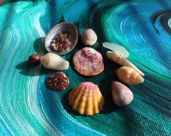 Popular items for rare sunrise shells on Etsy