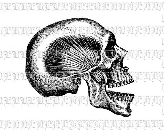 Side View Skull Image Human Skull Graphic Vintage Illustration