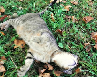 Flat Rate Shipping Cat Grass Seeds Organic Wheat Grass for your Frisky ...