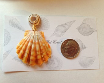 Sunrise Shell. Rare Sunrise Shell Pendant