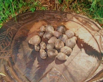 Ikin Ifa Hand of IFA for Divination 4 Eyed African Palm Nuts of Orunmila 20