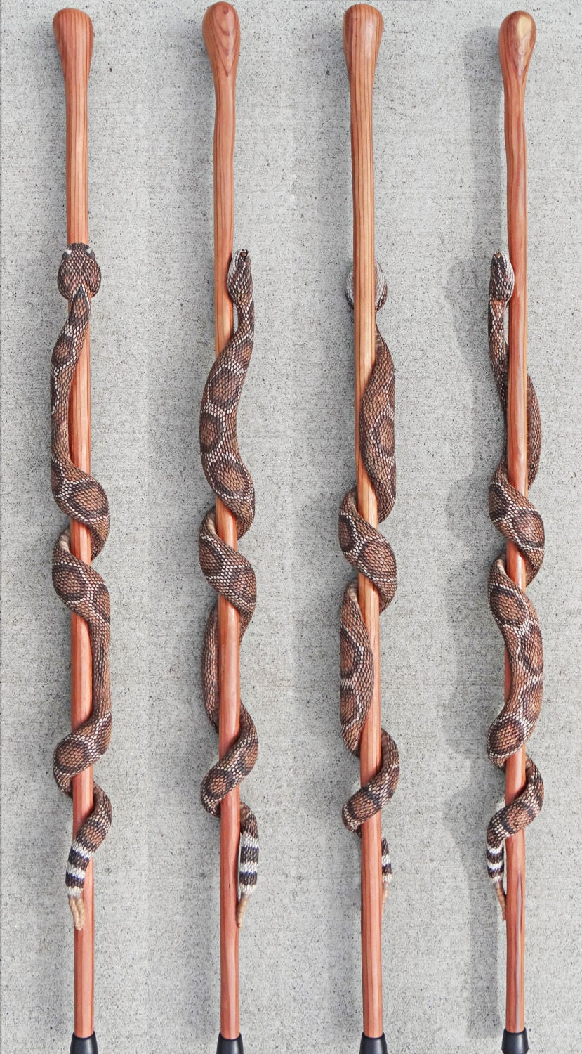 Rattle snake Walking Stick