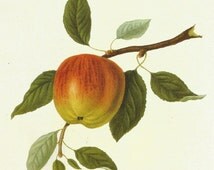 Popular items for hookers fruit on Etsy