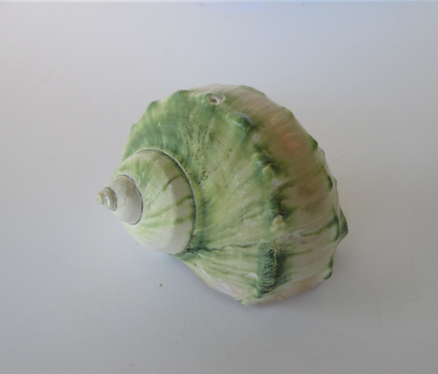 Green Turbo Sea Shell