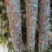 Sage Rosemary and Sweetgrass Smudge Stick Ritual Sacred
