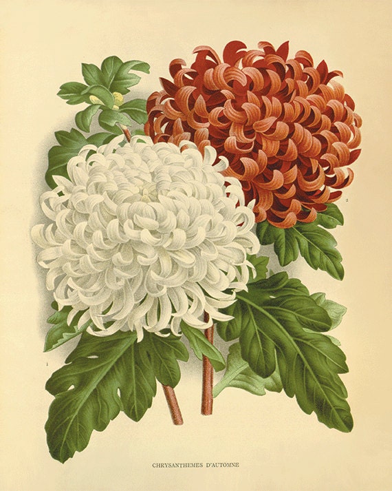 Chrysanthemums art flower art print botanical art prints