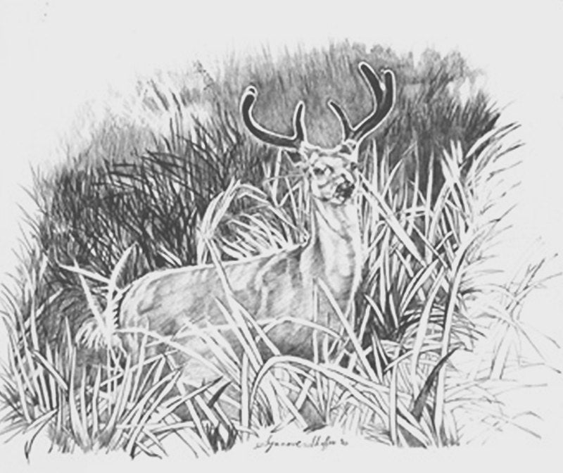 Deer in the grass Lithographs of original pencil wildlife