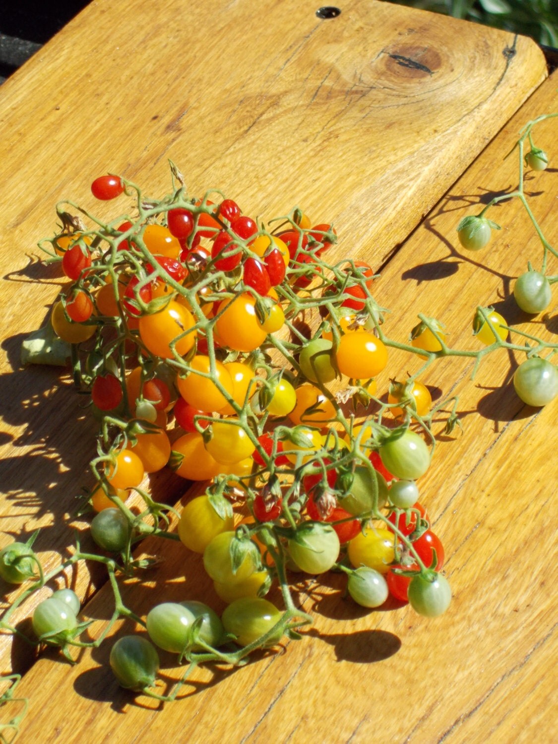 Yellow Currant Tomato Seeds Tiny Heirloom Tomato seeds