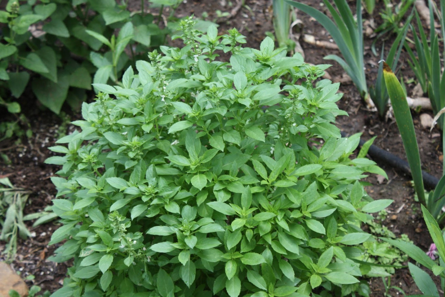 Herb Seeds Lemon Basil Ocimum Basilicum Citriodorum