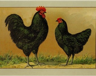 Popular items for antique roosters on Etsy