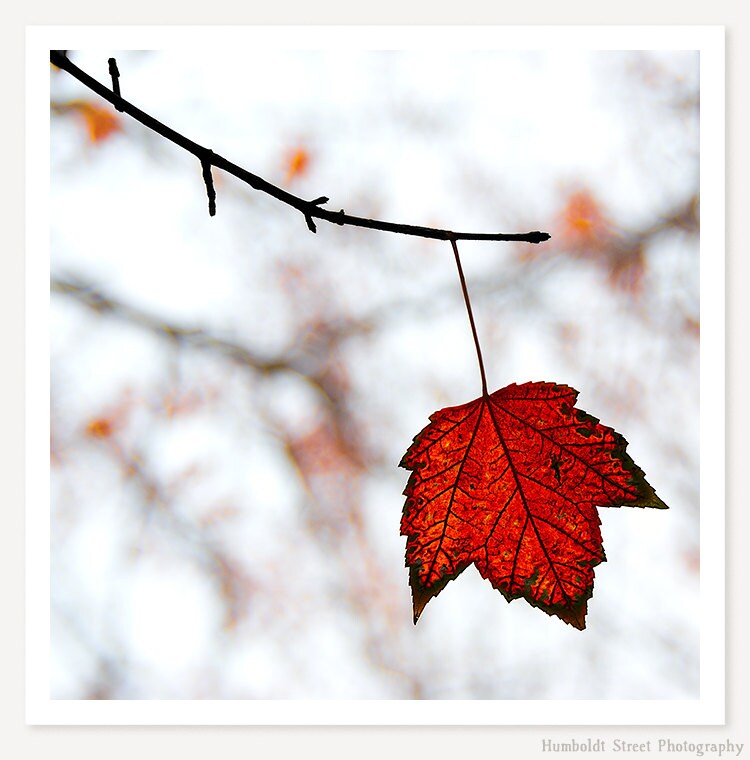 The Leaf Nature Photography Autumn Fall Leaves Leaf